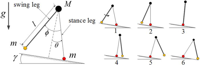 New bifurcations in the simplest passive walking model | Chaos: An ...