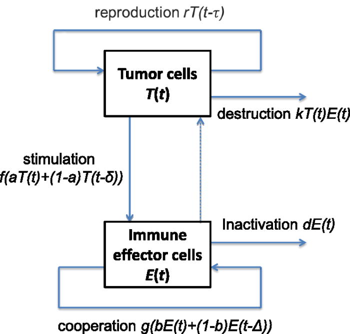 Periodic and chaotic oscillations in a tumor and immune system interaction model with three ...