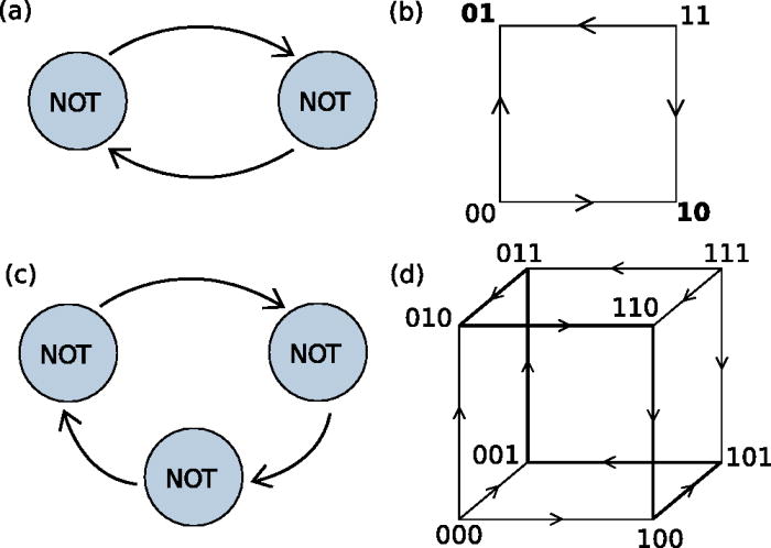 Super-transient scaling in time-delay autonomous Boolean network motifs | Chaos: An ...