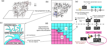 Astrocyte calcium signaling: Interplay between structural and dynamical ...