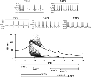 Activity patterns with silent states in a heterogeneous network of gap ...