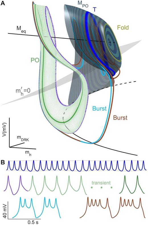 Bottom-up approach to torus bifurcation in neuron models | Chaos: An ...