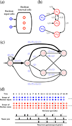 Attractor dynamics of a Boolean model of a brain circuit controlled by multiple parameters ...