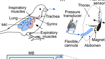 Birds breathe at an aerodynamic resonance | Chaos: An Interdisciplinary ...