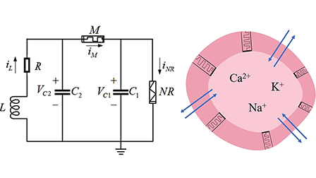 Physical approach of a neuron model with memristive membranes | Chaos ...