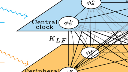 A minimal model of peripheral clocks reveals differential circadian re ...