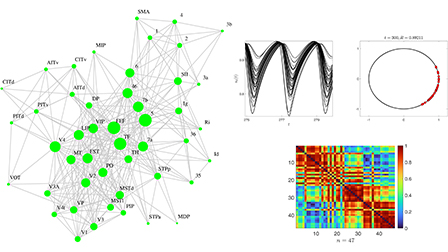 Network structure and time delays shape synchronization patterns in brain network models | Chaos ...