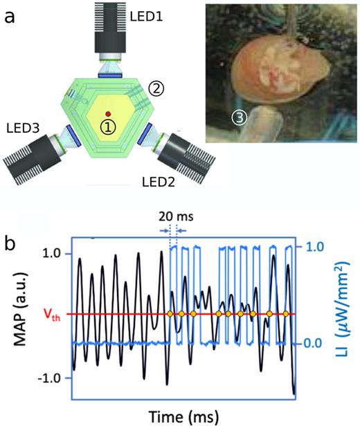 Efficient termination of cardiac arrhythmias using optogenetic resonant ...