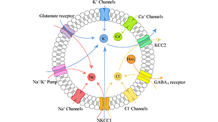 Dynamical modulation of hypersynchronous seizure onset with ...