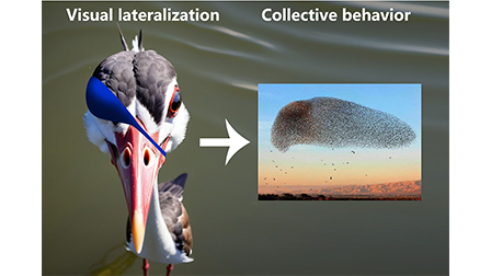 Collective behaviors of animal groups may stem from visual ...