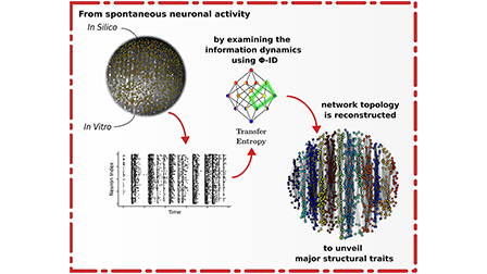 Integrated information decomposition unveils major structural traits of ...