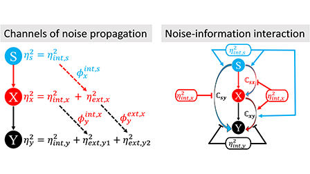 Channel assisted noise propagation in a two-step cascade | Chaos: An Interdisciplinary Journal ...
