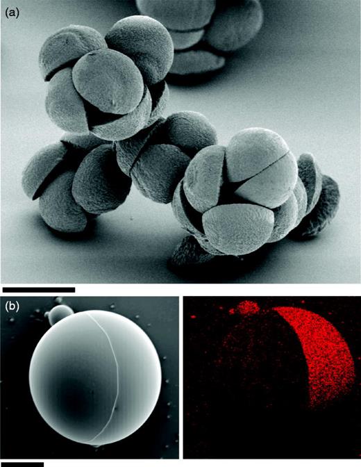 Reconfigurable complex emulsions: Design, properties, and applications ...