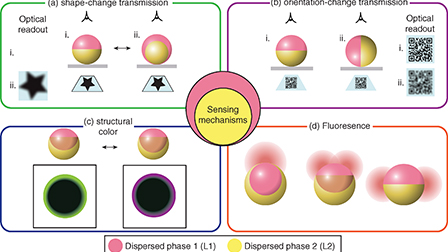 Reconfigurable complex emulsions: Design, properties, and applications ...