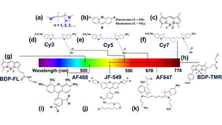 A guide to small fluorescent probes for single-molecule biophysics ...