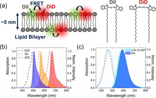 A guide to small fluorescent probes for single-molecule biophysics | Chemical Physics Reviews ...