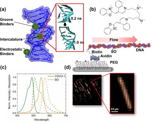 A guide to small fluorescent probes for single-molecule biophysics ...