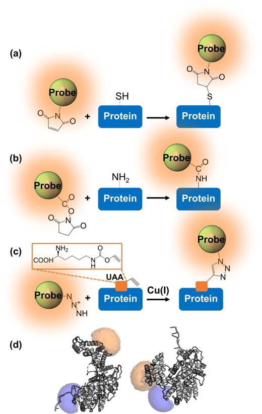 A guide to small fluorescent probes for single-molecule biophysics ...
