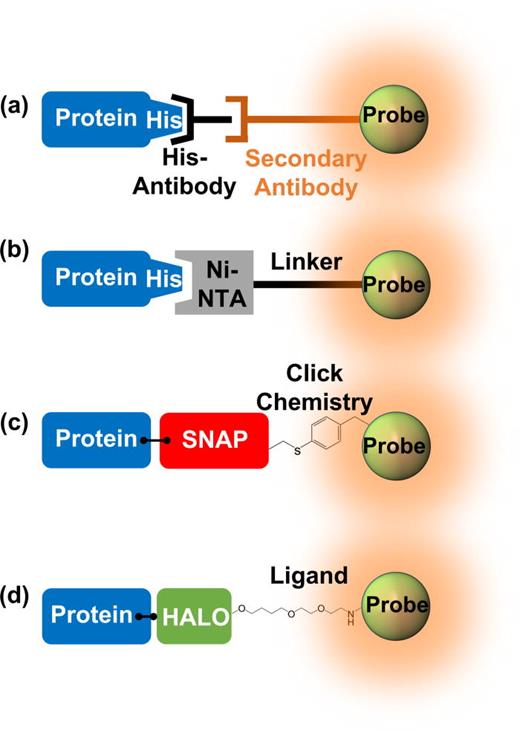 A guide to small fluorescent probes for single-molecule biophysics ...
