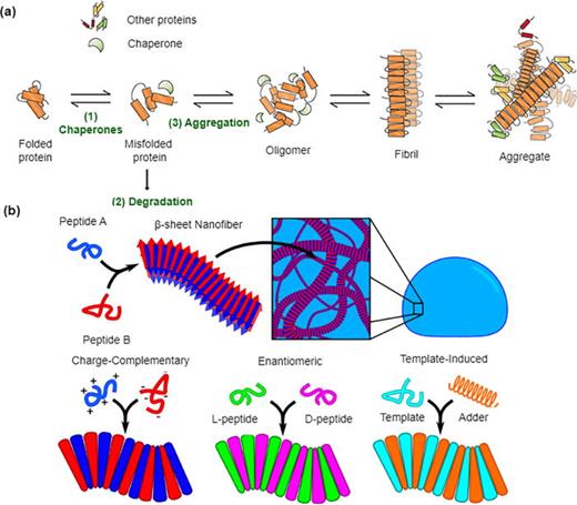 Self-assembling peptide biomaterials: Insights from spontaneous and ...