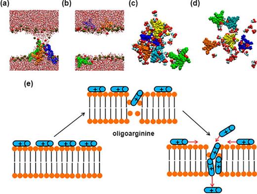 Self-assembling peptide biomaterials: Insights from spontaneous and ...