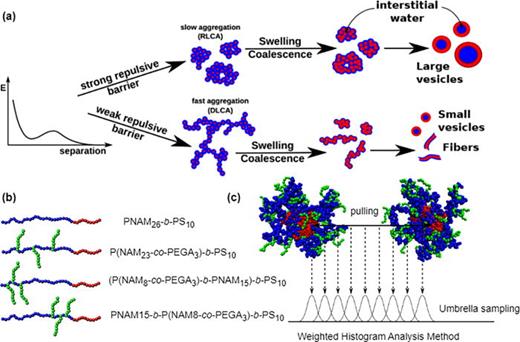 Self-assembling peptide biomaterials: Insights from spontaneous and ...