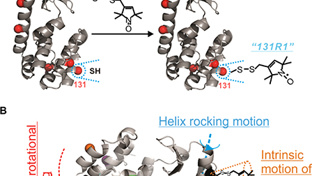On the interface of enzyme and spatial confinement: The impacts of ...