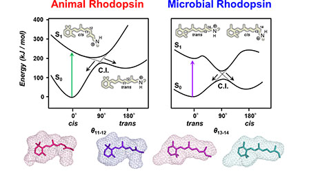Photoisomerization in rhodopsins: Shape-changing reactions of retinal ...