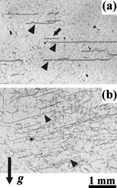 Morphology of basal plane dislocations in 4H-SiC homoepitaxial layers ...