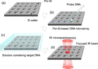DNA hybridization detection by porous silicon-based DNA microarray in ...