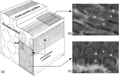 Viscous flow model of creep in enamel | Journal of Applied Physics ...