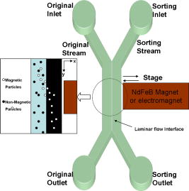 On chip sorting of bacterial cells using sugar-encapsulated magnetic ...