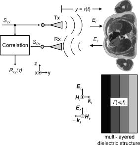 Noninvasive probing of the human body with electromagnetic pulses ...