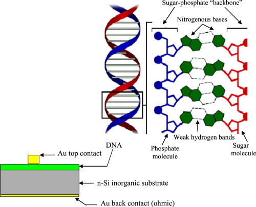 Electrical characteristics of DNA-based metal-insulator-semiconductor ...