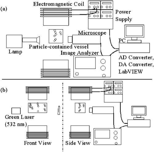 Visualization of magnetic microparticles in liquid and control of their motion using dynamic ...