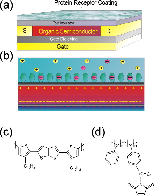 Organic field-effect transistor-based biosensors functionalized with ...