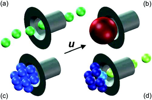 Towards a programmable microfluidic valve: Formation dynamics of two ...
