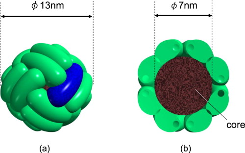 Static and dynamic observation of supermolecular protein, ferritin ...