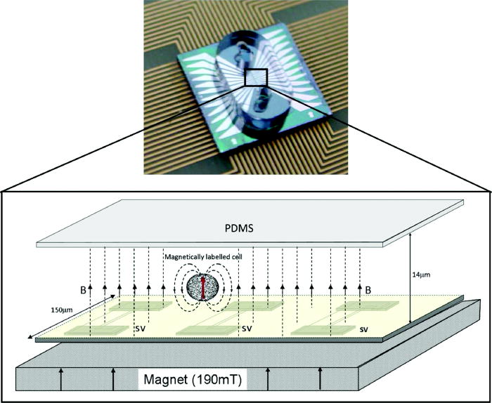 Spintronic chip cytometer | Journal of Applied Physics | AIP Publishing