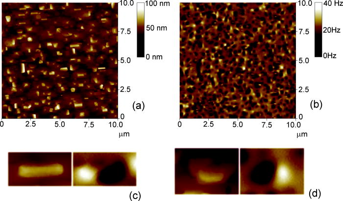Magnetic properties of MnSb inclusions formed in GaSb matrix directly ...