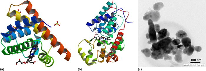 Mode of bindings of zinc oxide nanoparticles to myoglobin and ...