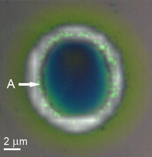 Surface fingerprints of individual silicon nanocrystals in laser ...