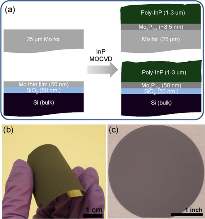 High optical quality polycrystalline indium phosphide grown on metal ...