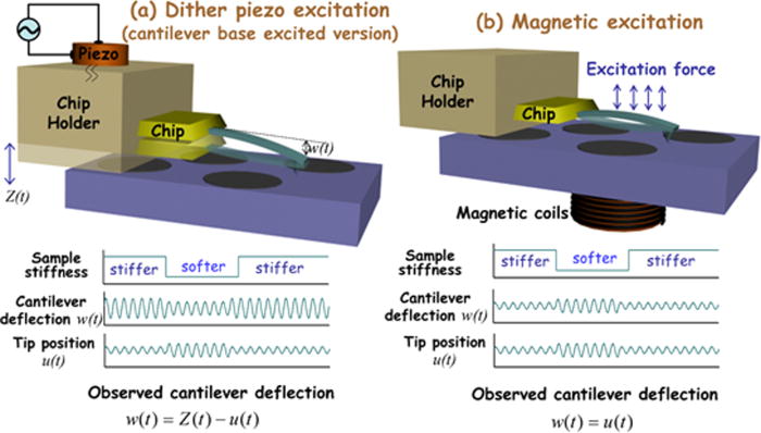 Dynamics of surface-coupled microcantilevers in force modulation atomic ...