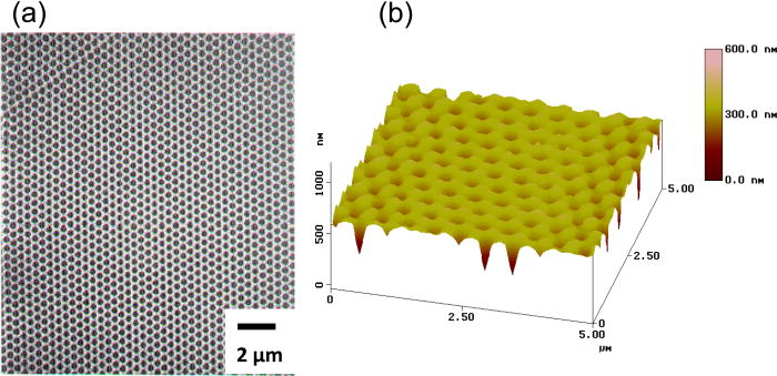 The domain formation in Fe/Ni/Fe nanoscale magnetic antidot arrays ...