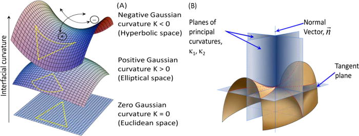 Negative Gaussian curvature distribution in physical and biophysical ...