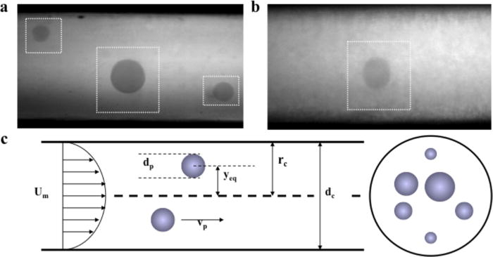 Oscillation dynamics of embolic microspheres in flows with red blood ...