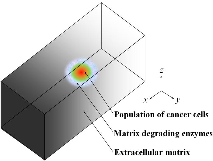 Computational analysis of the effects of matrix-degrading enzymes on ...