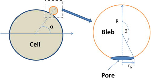 Role Of Electropores On Membrane Blebbing—a Model Energy Based Analysis