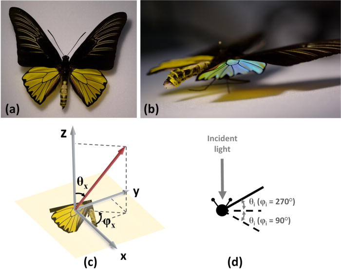 Contribution of both the upperside and the underside of the wing on the ...